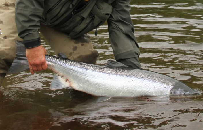 Chalk Stream Salmon - Test and Itchen Association